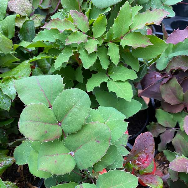 Creeping Oregon Grape - One Green World