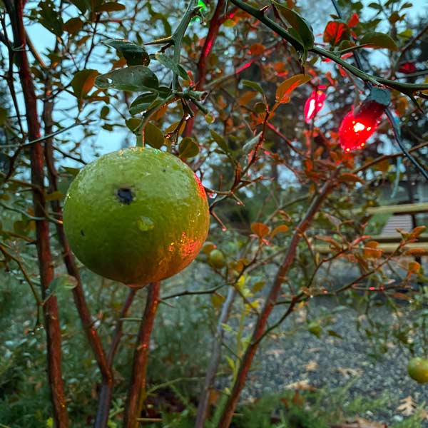 Nasnaran Hardy Mandarin Citrus - available at One Green World Nursery