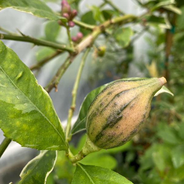 Variegated Citron Tree - available at One Green World Nursery