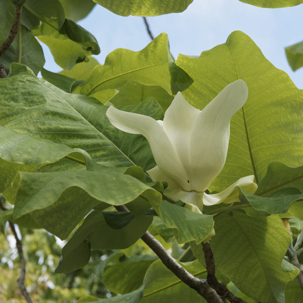 Big Leaf Magnolia - One Green World