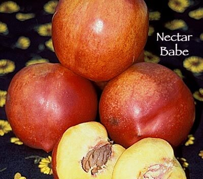 Nectar Babe Miniature Nectarine - One Green World