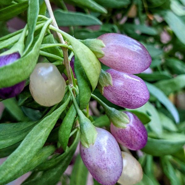 Stardust Purple Goji Berry - One Green World