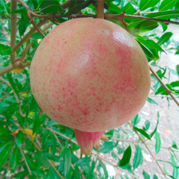 Sverkhranniy Pomegranate - One Green World