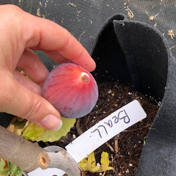 Beall Fig Tree - One Green World