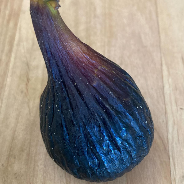 Ischia Black Fig Tree - One Green World