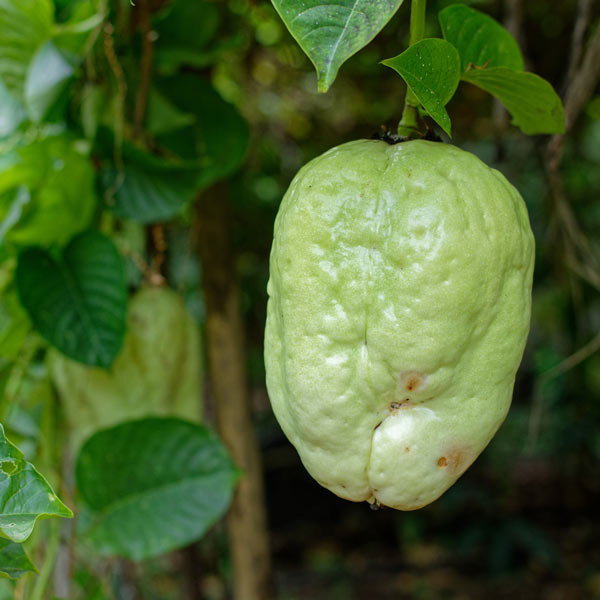 Giant Granadilla Passion Fruit - One Green World