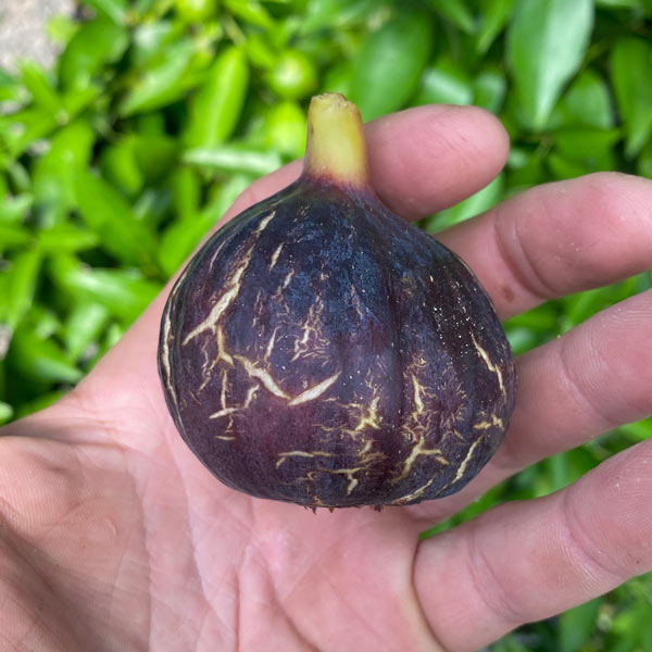 Genovese Nero Fig Tree - One Green World