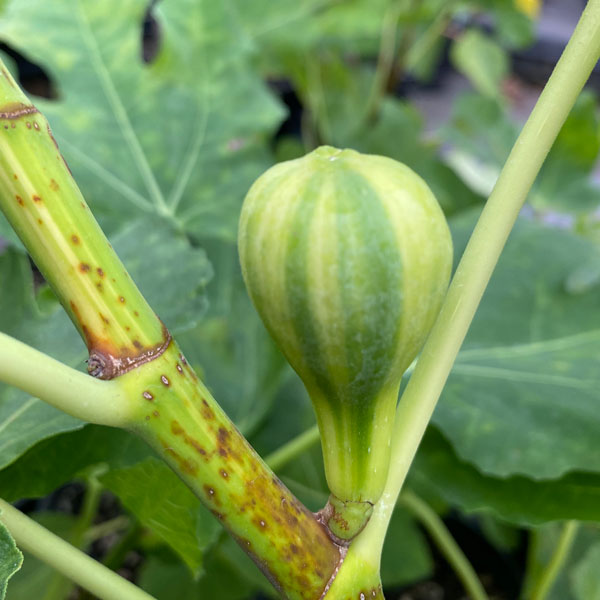 Col de Dame Rimada Fig Tree - One Green World