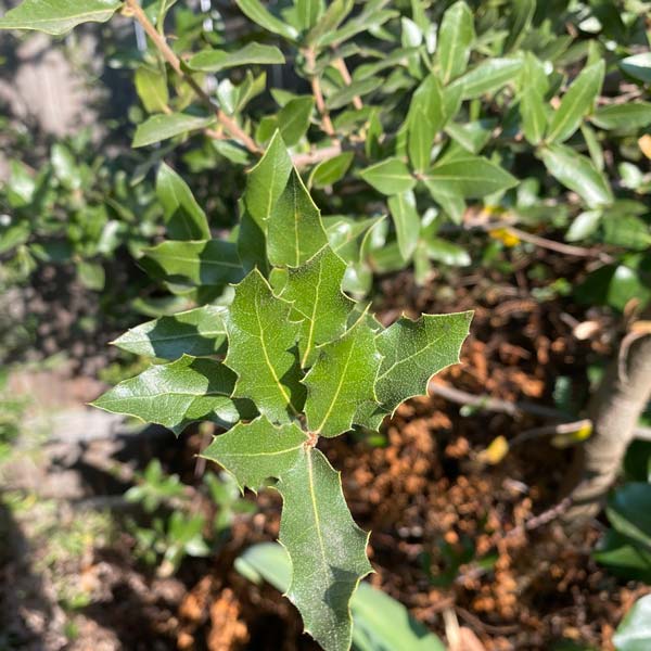 Emory Oak Tree - One Green World
