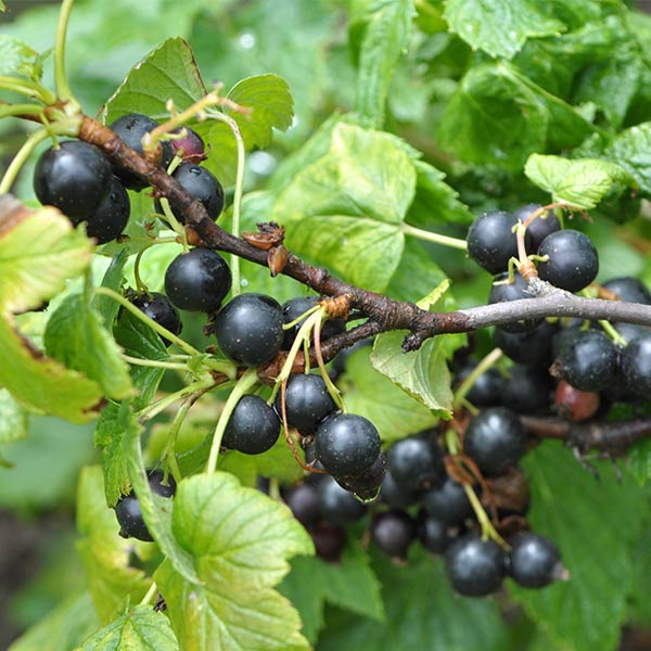 Boskoop Giant Black Currant - One Green World