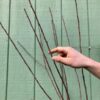 A Step-by-Step Guide to Grafting - One Green World
