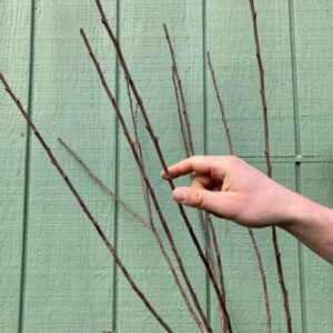 A Step-by-Step Guide to Grafting - One Green World