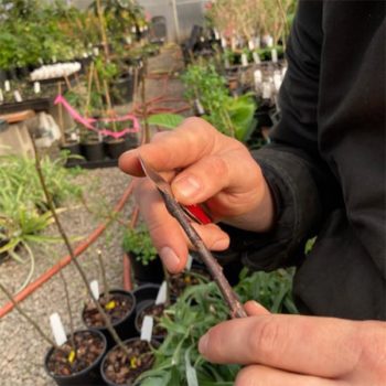 A Step-by-Step Guide to Grafting - One Green World