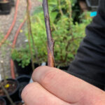 A Step-by-Step Guide to Grafting - One Green World