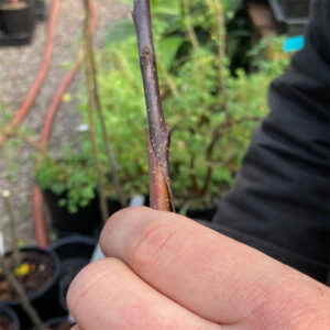 A Step-by-Step Guide to Grafting - One Green World