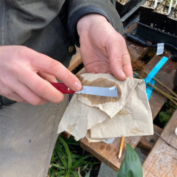 A Step-by-Step Guide to Grafting - One Green World