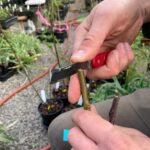 A Step-by-Step Guide to Grafting - One Green World
