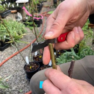 A Step-by-Step Guide to Grafting - One Green World