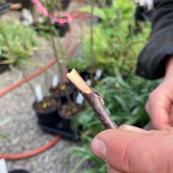 A Step-by-Step Guide to Grafting - One Green World