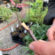 A Step-by-Step Guide to Grafting - One Green World