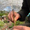 A Step-by-Step Guide to Grafting - One Green World