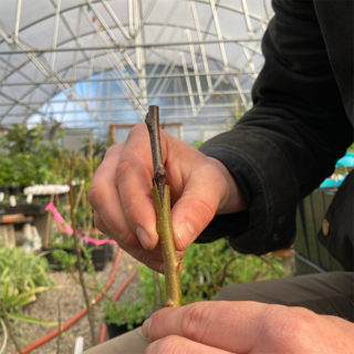 A Step-by-Step Guide to Grafting - One Green World