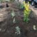 Soil Drainage 101 - One Green World
