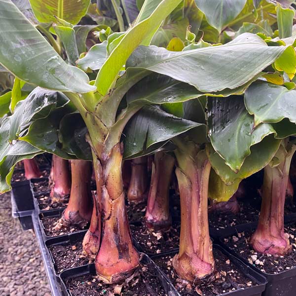 Little Prince Dwarf Banana - One Green World