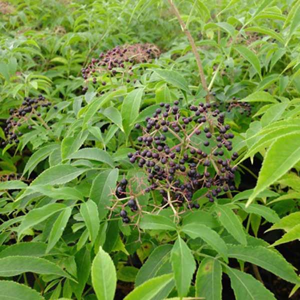Sambuco™ Elderberry - One Green World