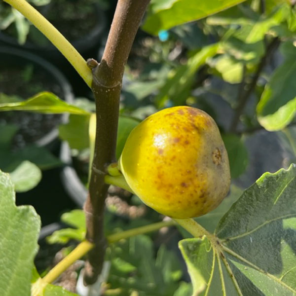 Sefrawi Fig Tree - now available at One Green World