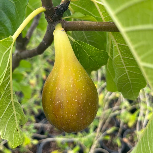 Flanders Fig Tree - available at One Green World Nursery