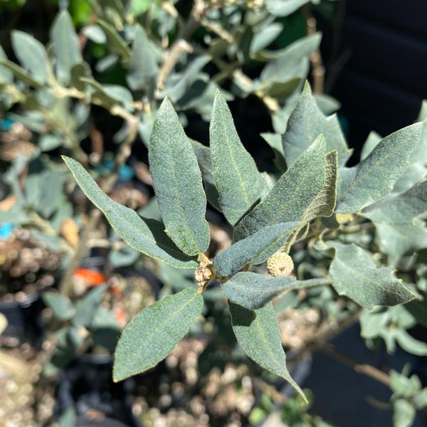 Gray Oak Tree - now available at One Green World