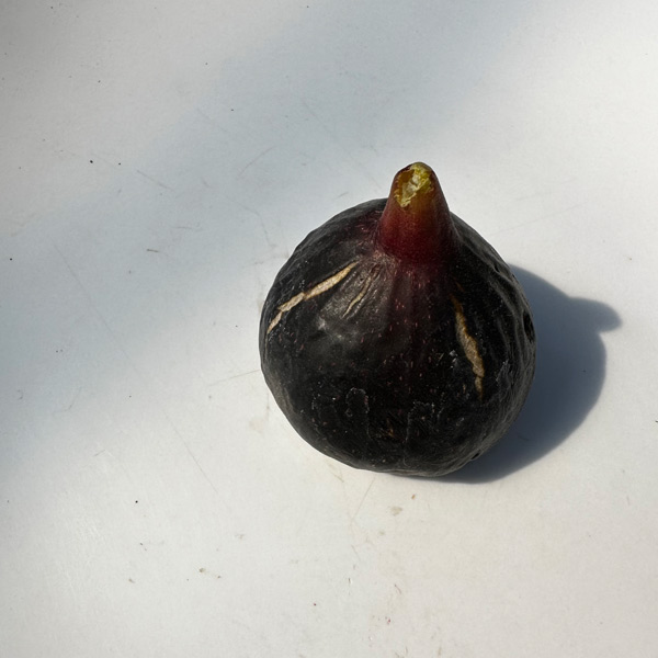 Maroc Noir Fig Tree - One Green World