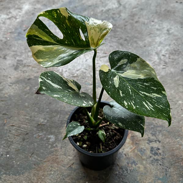 Thai Constellation Variegated Monstera - One Green World