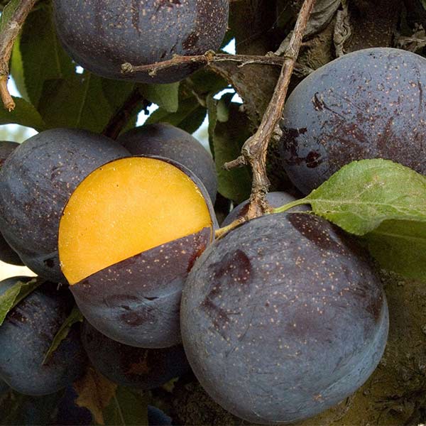 Nubiana Japanese Plum - One Green World
