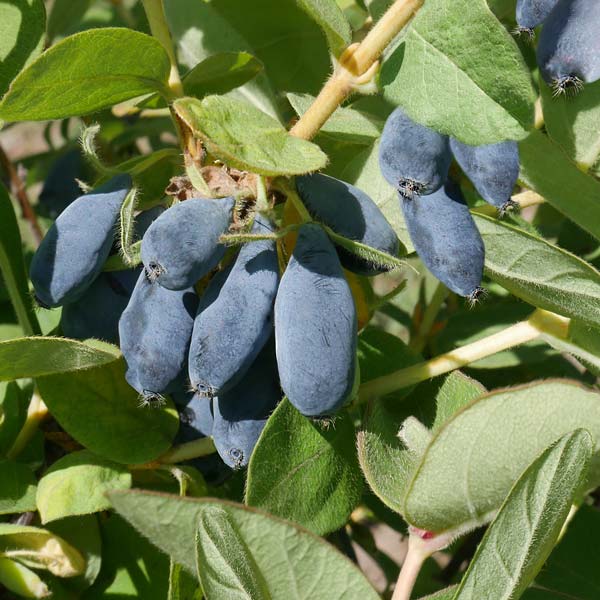 Boreal Blizzard Honeyberry - Late Blooming - One Green World