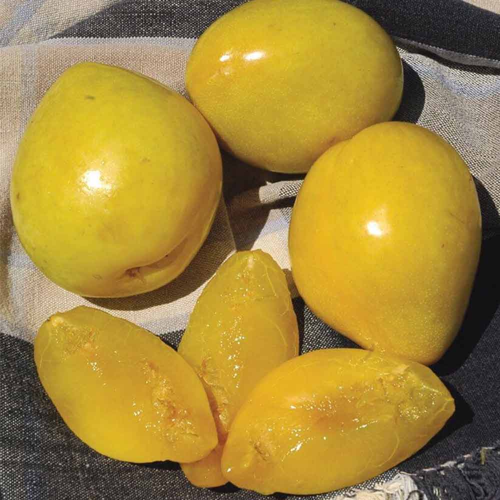 Golden Nectar European Plum Tree - One Green World