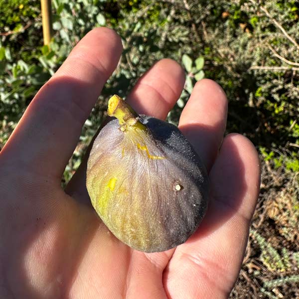 Dark Syrian Fig Tree - One Green World