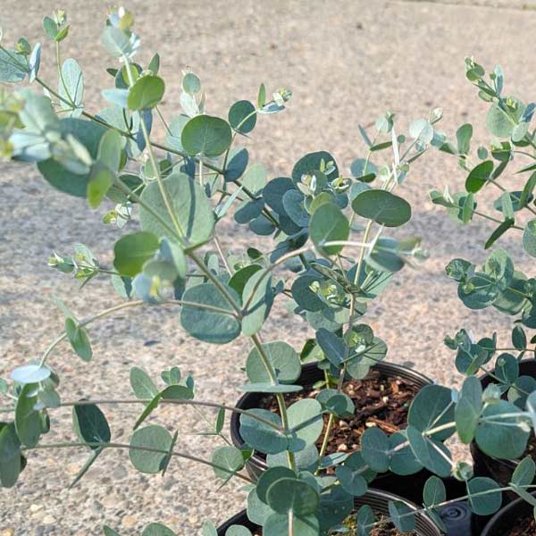 Blue Ice Cider Gum Eucalyptus Tree - One Green World