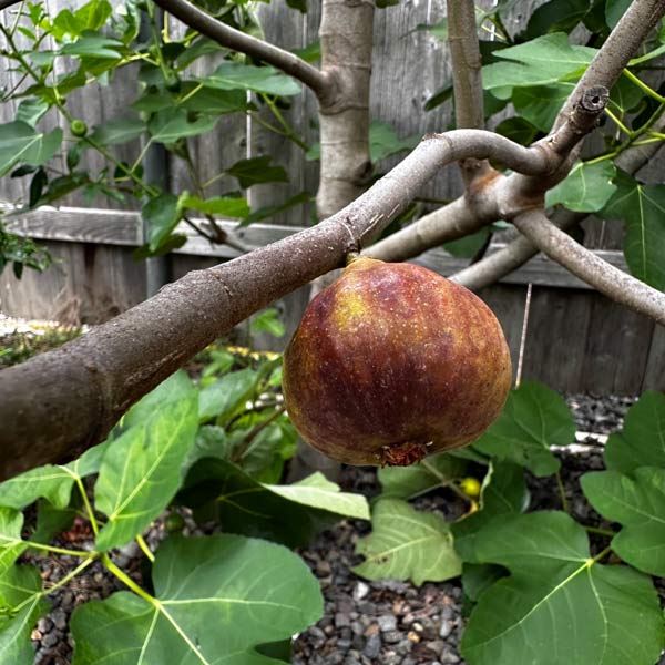 Malta Purple Red Fig Tree - One Green World