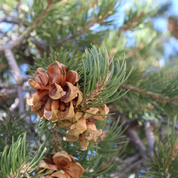 Single Leaf Pinyon Pine - One Green World