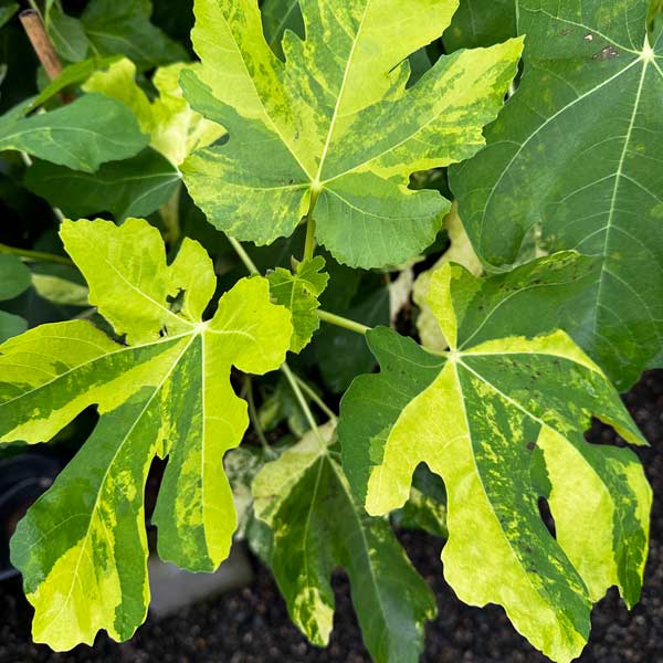 Jolly Tiger Variegated Fig Tree - One Green World
