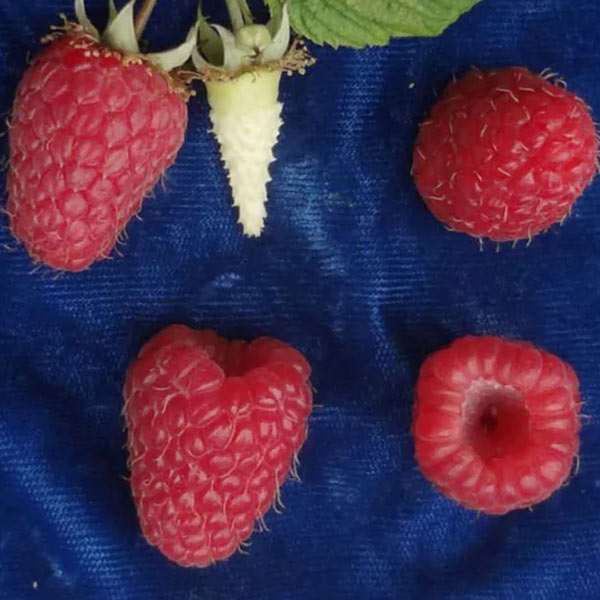 Cascade Harvest Raspberry - One Green World