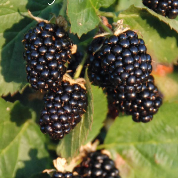 Eclipse Blackberry - One Green World