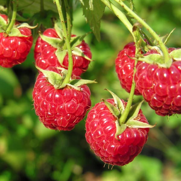 Finnberry Raspberry - One Green World