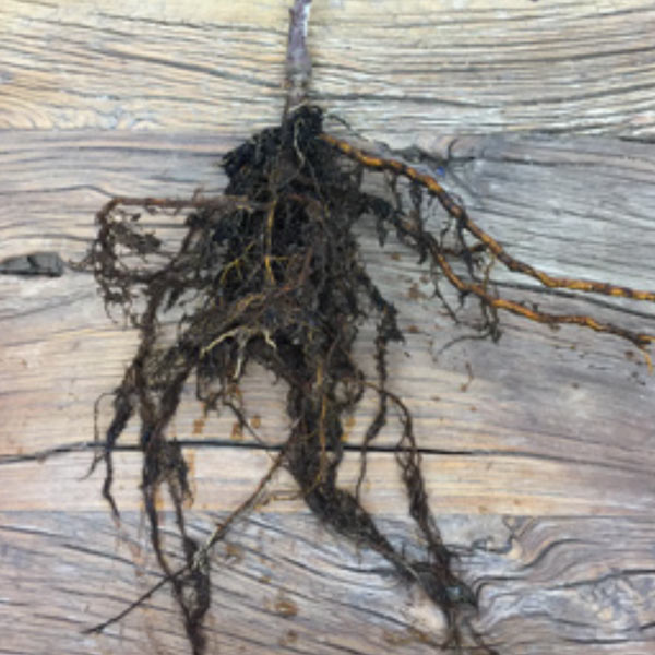 Myrobalan 29C Rootstock - One Green World