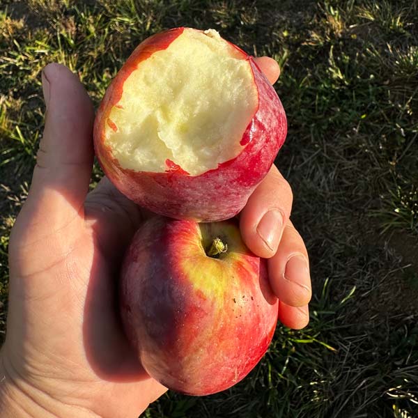 Kandil Sinap Apple Tree - One Green World