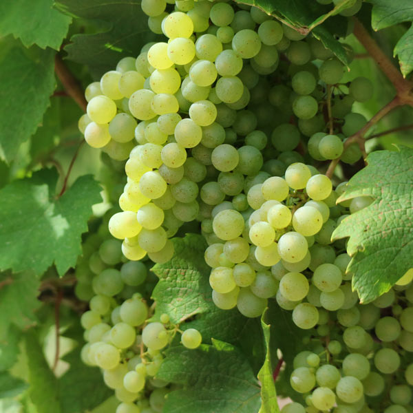 Lakemont Green Table Grape - One Green World