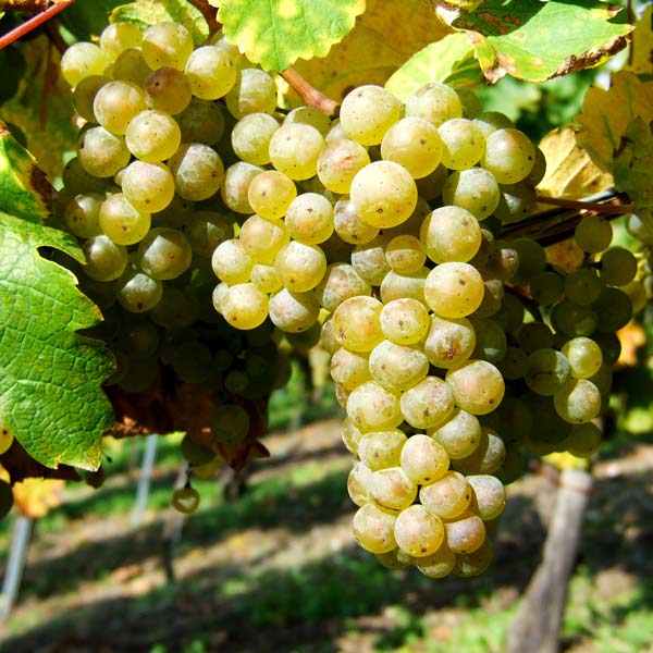 Riesling Wine Grape - One Green World