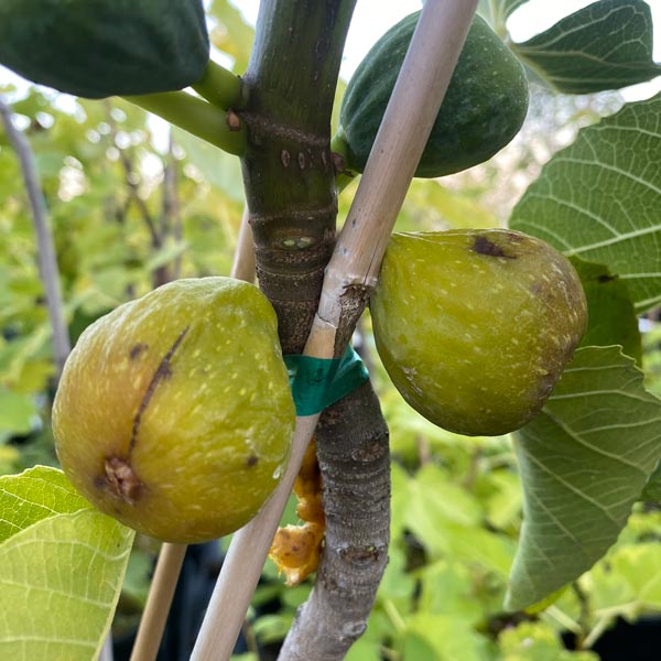 Norman's Yellow Fig Tree - One Green World